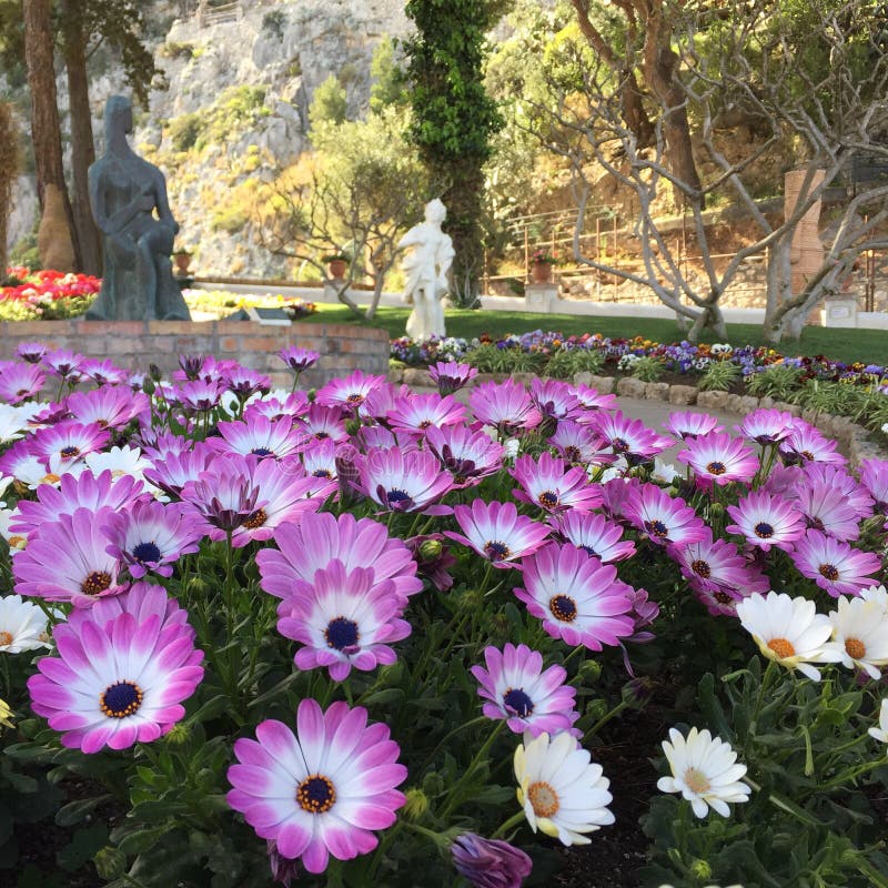 Flowers in capri stock photo. Image of spring, capri - 115085134