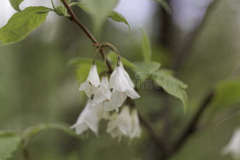 Flowers of a Carolina Silverbell, Halesia Carolina Stock Image - Image ...