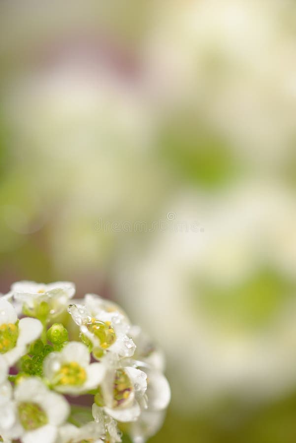 Tiny Flowers in Macro Scale on a Blurred Background Stock Photo - Image ...