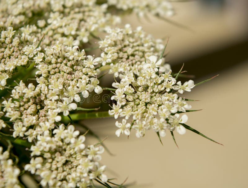 Flowers of carrot seeds stock photo. Image of single - 55218920
