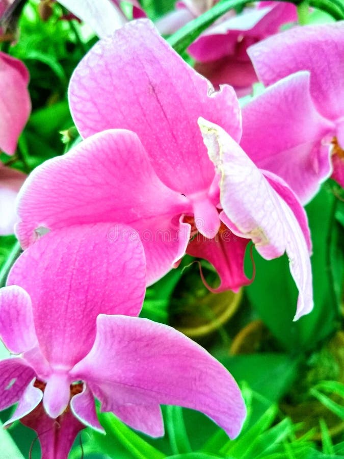 Flowers Cataleya Orchid Stock Photos - Free & Royalty-Free Stock Photos ...