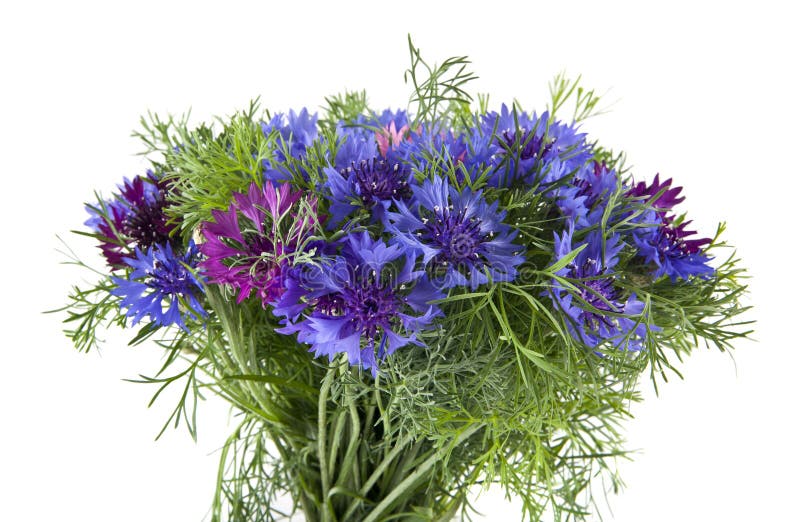 Flowers of Centaurea Isolated on White Background Stock Image - Image ...