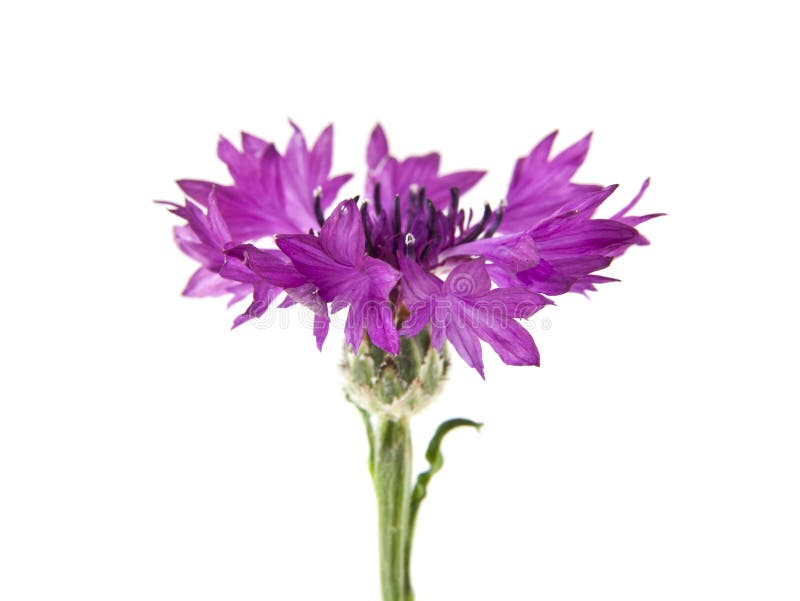Flowers of Centaurea Isolated on White Background Stock Image - Image ...