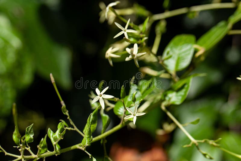 Flowers of a Cestrum Racemosum Tree Stock Photo - Image of beautiful ...