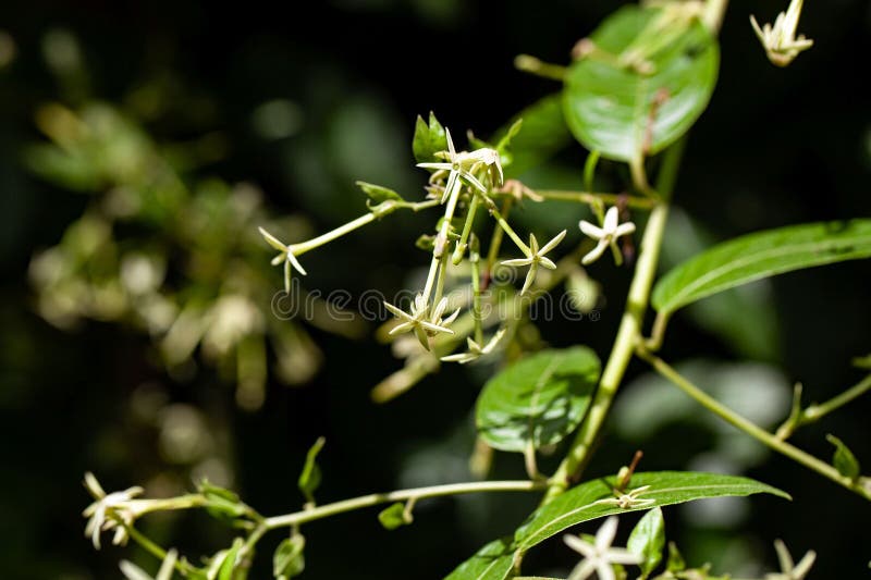 Flowers of a Cestrum Racemosum Tree Stock Photo - Image of bloom ...