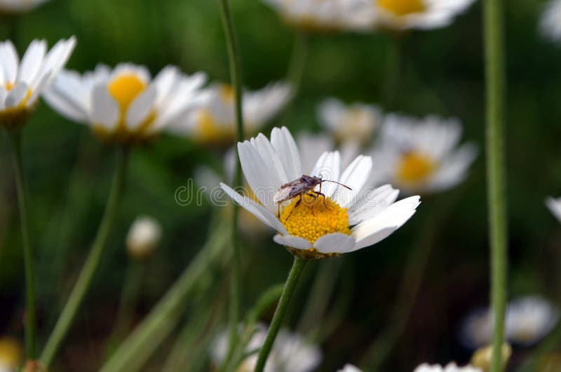 Cvety Romashki Stock Photos - Free & Royalty-Free Stock Photos from ...