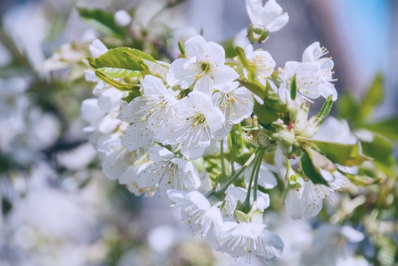 Flowers of the Cherry Blossoms on a Spring Day Stock Image - Image of ...