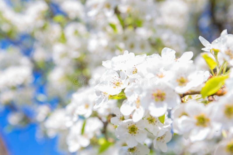 Flowers of the Cherry Blossoms on a Spring Stock Photo - Image of ...