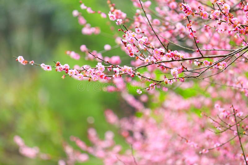 Flowers of Cherry Blossoms on Spring Day Stock Image - Image of ...