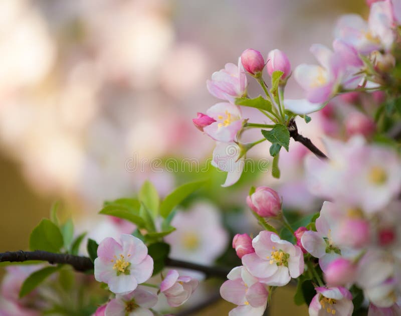 Flowers of the Cherry Blossoms on a Spring Day Stock Photo - Image of ...