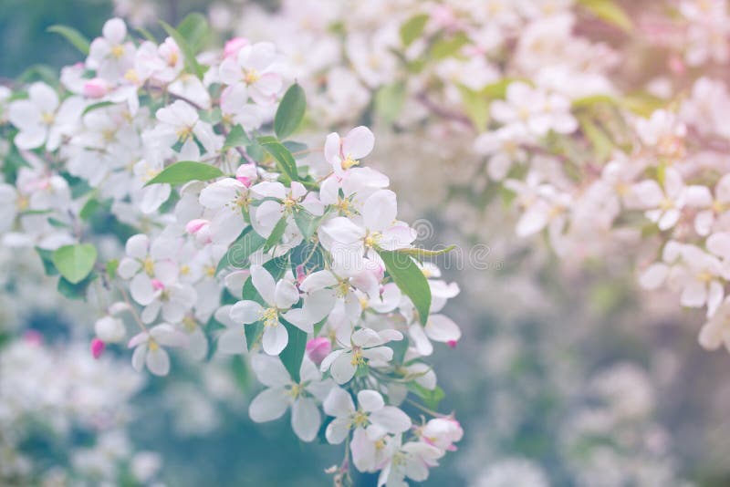 Flowers of the Cherry Blossoms on a Spring Day. Stock Image - Image of ...