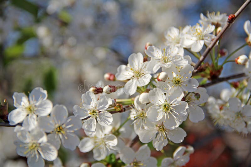 Flowers of the Cherry Blossoms on a Spring Day, Central Russia Stock ...