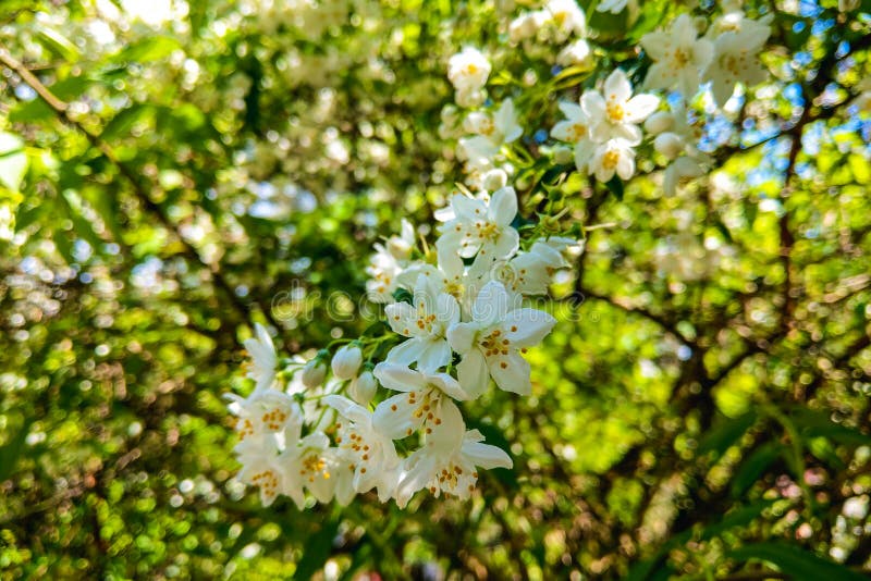 Flowers of the Cherry Blossoms on a Spring Day. Nature Stock Image ...