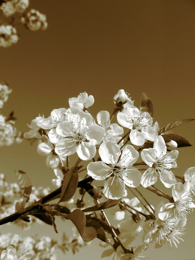 Selenium Toned Cherry Blossoms Stock Photo - Image of stem, tree: 6151838
