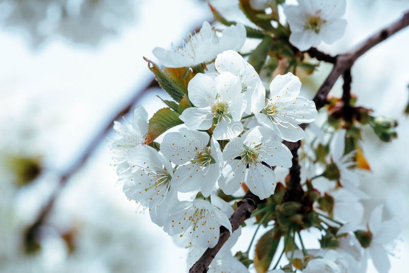 Flowers of cherry tree stock photo. Image of cherry, plants - 56835186