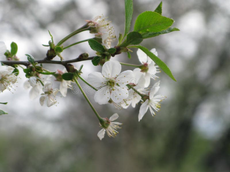 Flowers on a Cherry Tree Branch Stock Image - Image of cherry, light ...