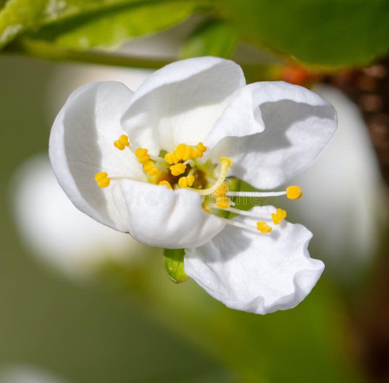 Flowers on a Cherry Tree in Spring. Close-up Stock Photo - Image of ...