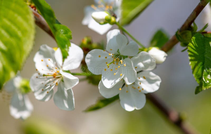 Flowers on a Cherry Tree in Spring. Close-up Stock Image - Image of ...