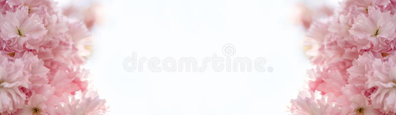 Flowers of the Cherry Tree on White Background. Beautiful Nature Scene ...