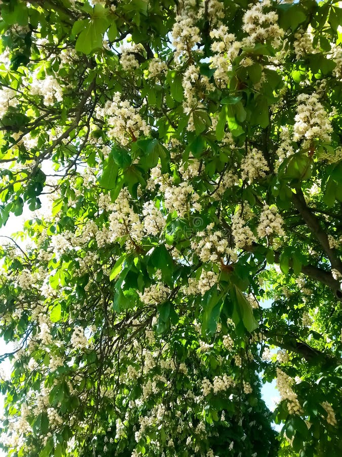 Chestnut bloom stock image. Image of flowers, chestnut - 119969991