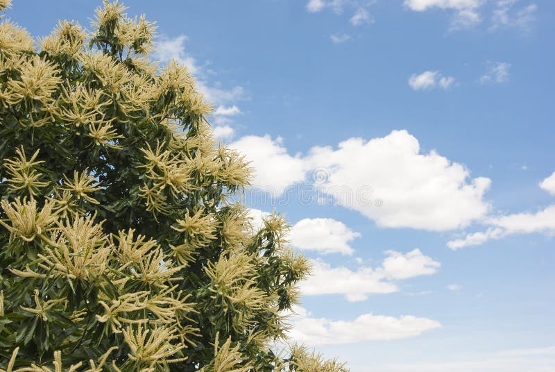 Flowers of chestnut-tree stock photo. Image of yellow - 21304628