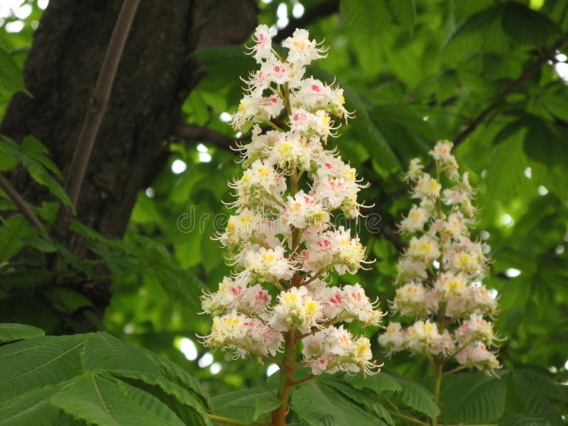 Flowers of chestnut stock image. Image of blossoming - 71749127