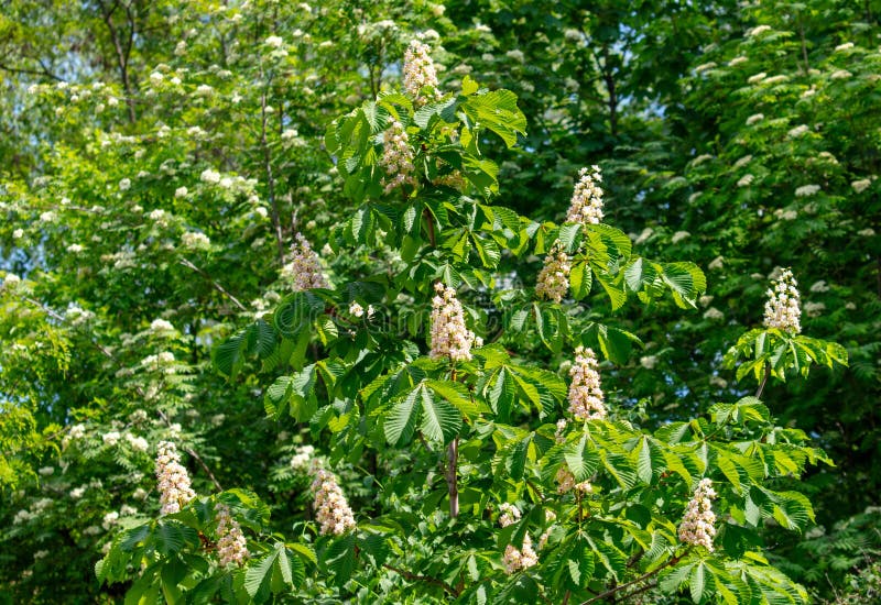 Flowers on a Chestnut Tree. Spring Stock Photo - Image of beautiful ...