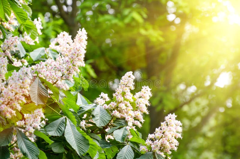 Flowers of Chestnut Trees in Spring in the Park Stock Image - Image of ...
