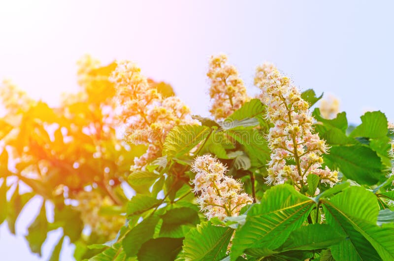 Flowers of Chestnut Trees in Spring in the Park Stock Image - Image of ...