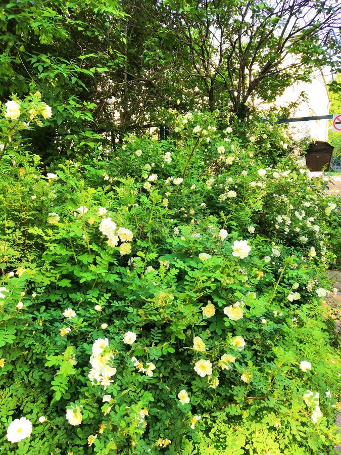 Really Flowers, Chic Fluffy Bushes of White Rose Hips Stock Image ...