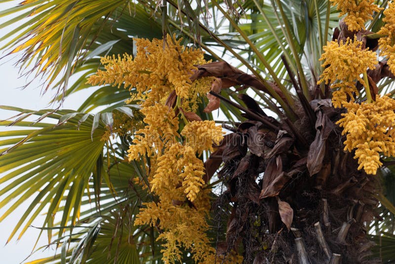 Flowers of a Chinese Windmill Palm Stock Photo - Image of forest ...