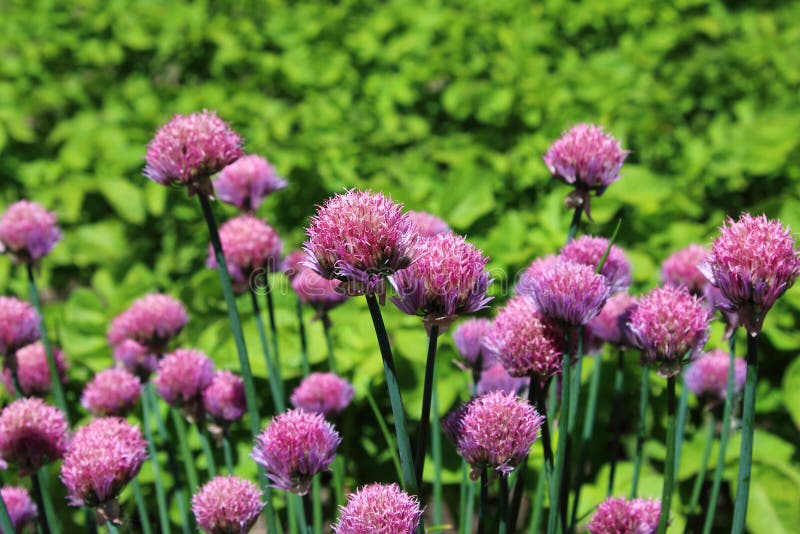 Flowers of chives stock photo. Image of chive, blossom - 93971396