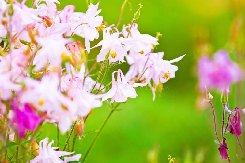 Flowers on a Clear Spring Day Stock Photo - Image of field, flora: 89184926