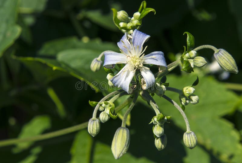 Flowers of Clematis Vitalba Stock Photo - Image of beauty, natural ...
