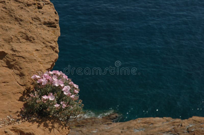 Flowers on the cliff stock photo. Image of cliff, edge - 12350608