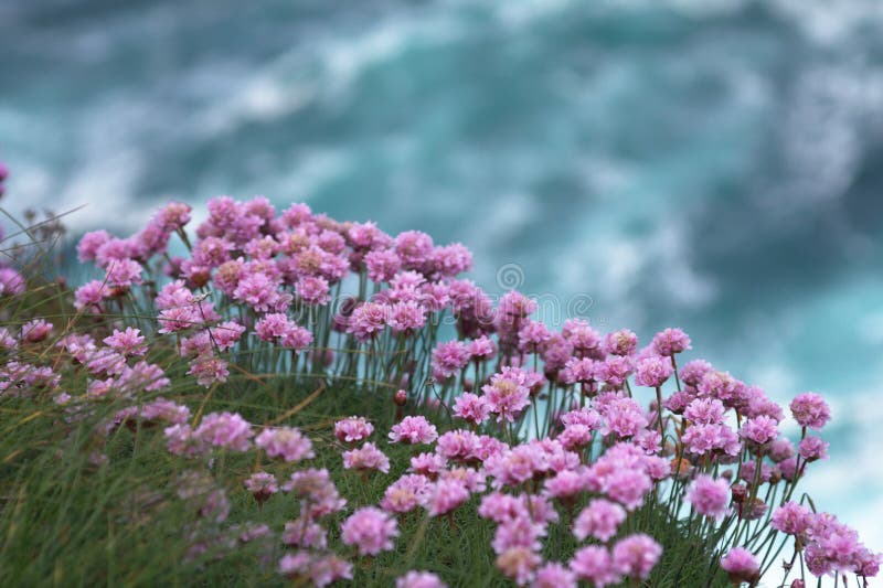 Flowers on a cliff. stock image. Image of cliff, irish - 23348191
