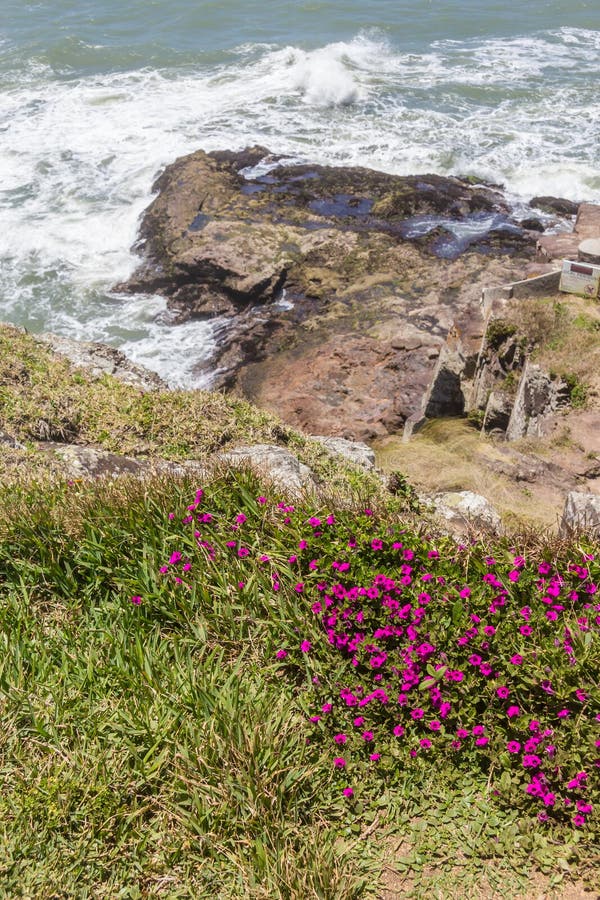Flowers, Cliffs, Beach and Waves in Arrifana Stock Photo - Image of ...