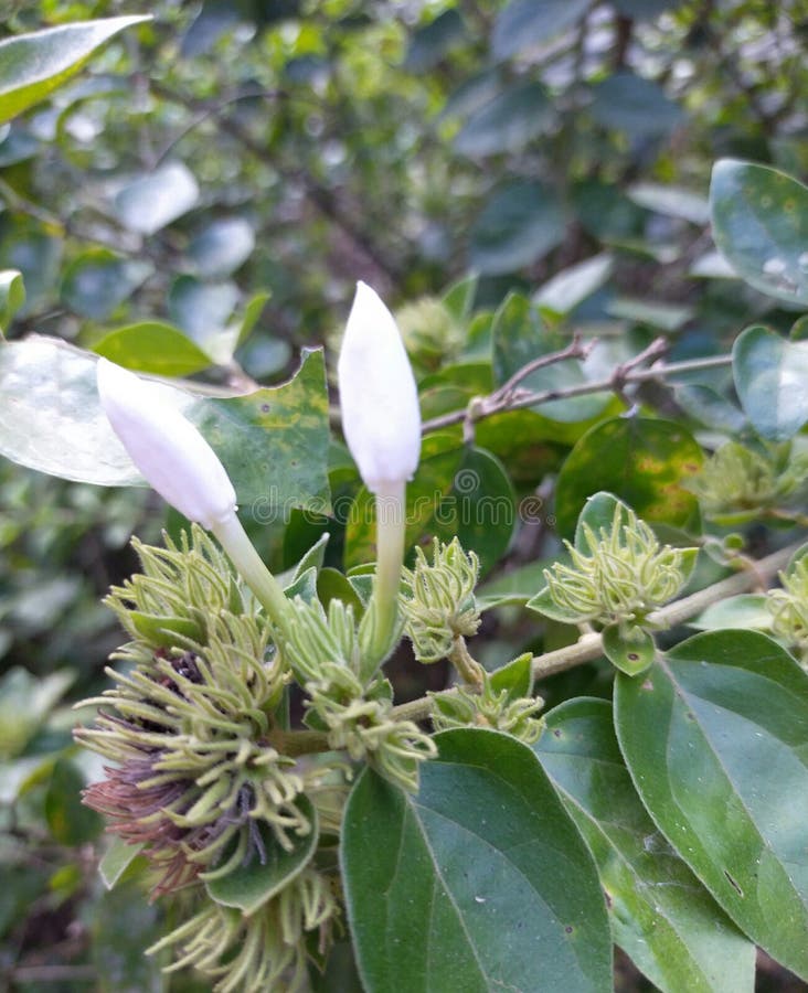Flowers Close View at Starting Stage Stock Photo - Image of moggu ...