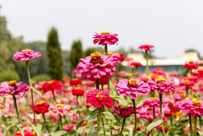 Flowers - closeup stock photo. Image of karnataka, nature - 80929790