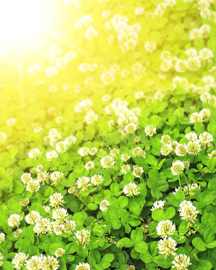 Flowers of clover stock image. Image of beautiful, ireland - 14245945