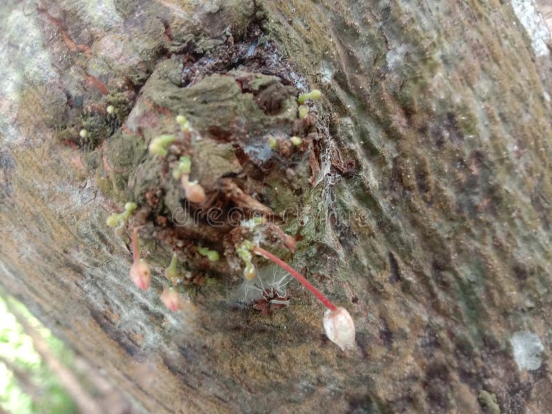 Flowers from cocoa fruit stock photo. Image of tree - 365000700