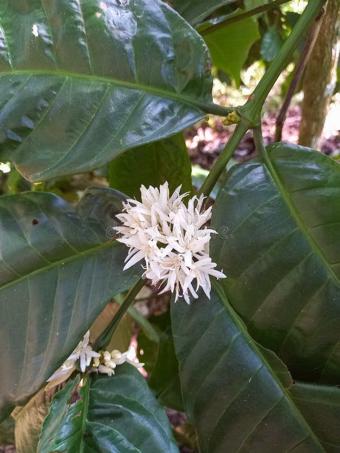 Flowers of coffee robusta stock image. Image of coffee - 251362775
