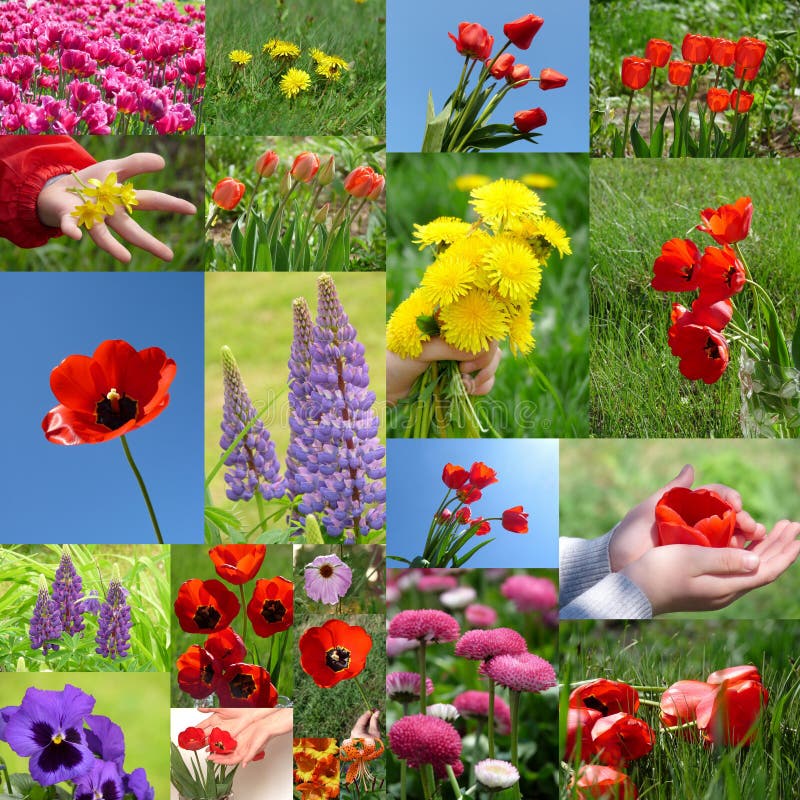 Flowers, collage stock image. Image of lilacs, ornamental - 16837413