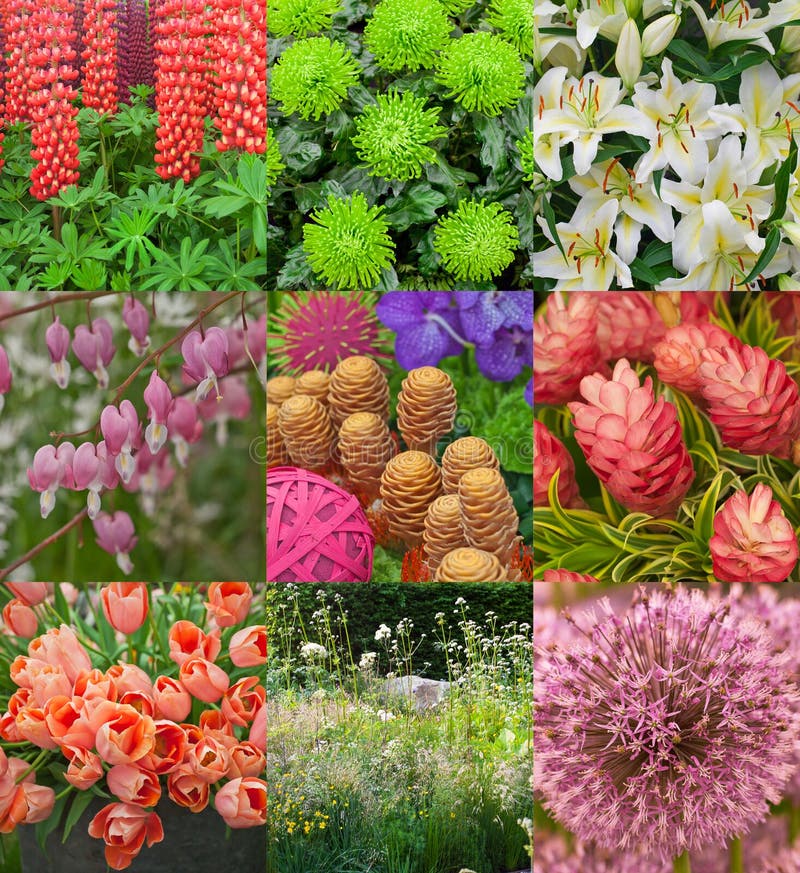 Flowers collage stock image. Image of heart, formal, flora - 26936749