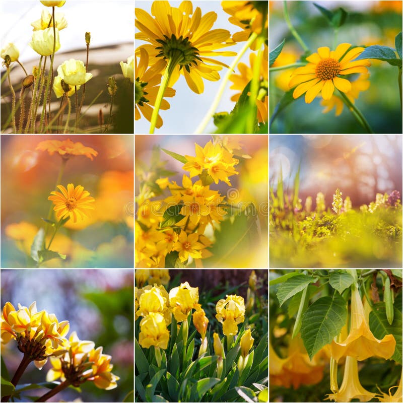 Flowers collage stock photo. Image of countryside, blow - 206042824