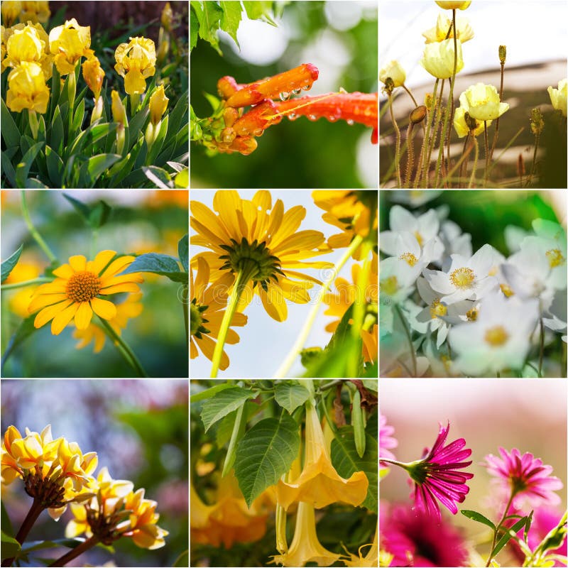 Flowers collage stock photo. Image of country, meadow - 206042850