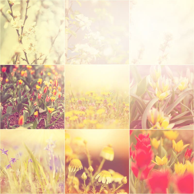 Flowers collage stock photo. Image of season, field, flower - 54169394