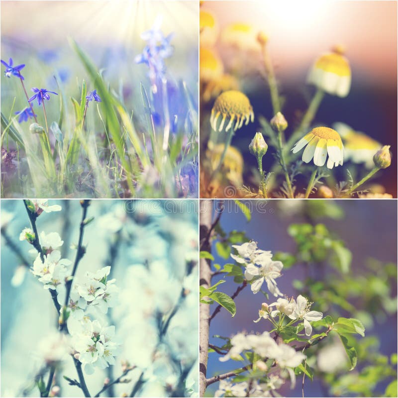 Flowers collage stock photo. Image of season, field, flower - 54169394
