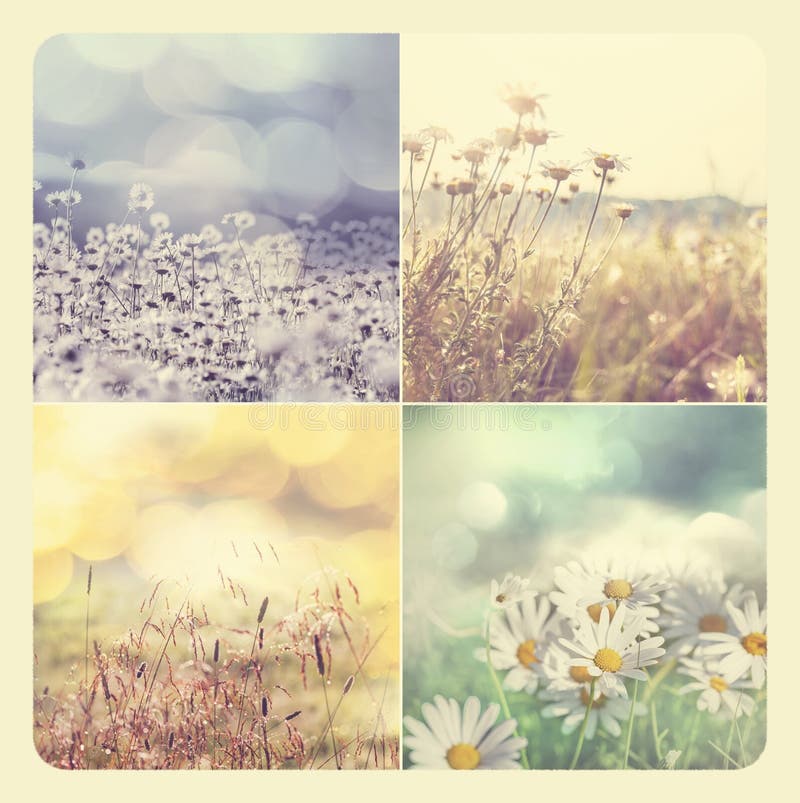 Flowers collage stock photo. Image of flora, harvest - 54169792