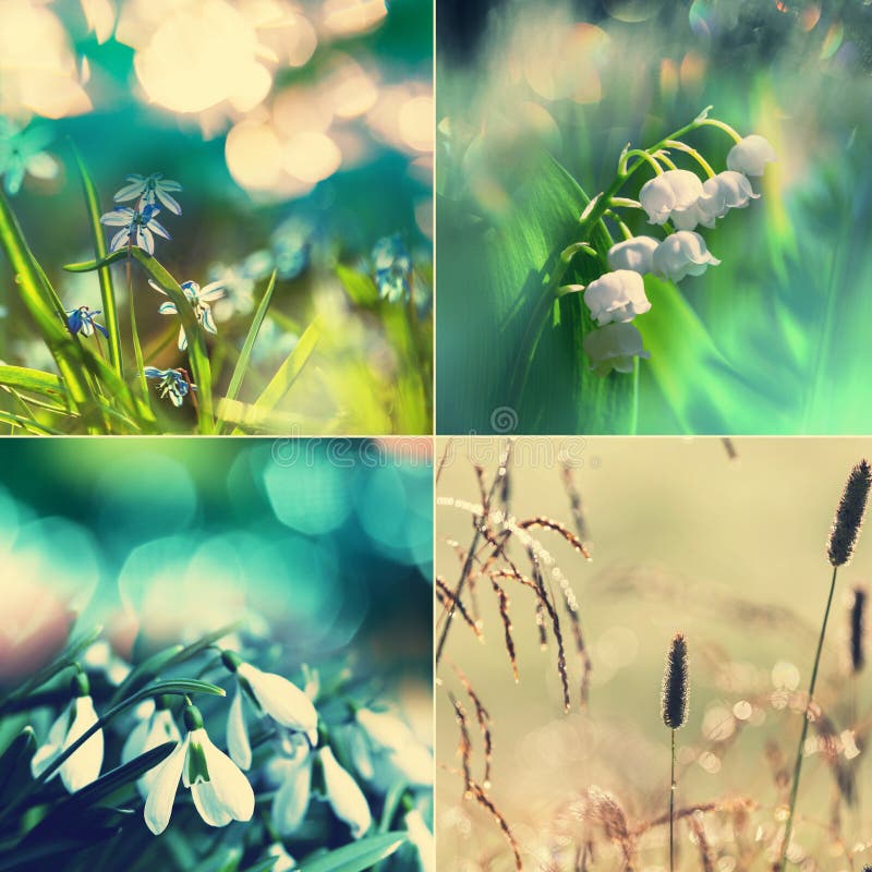 Flowers collage stock photo. Image of season, field, flower - 54169394